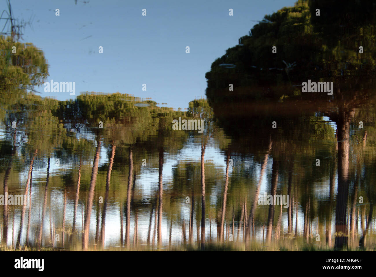 pine trees reflected on a pond Spain Stock Photo - Alamy