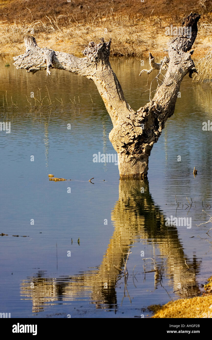 Y shape tree hi-res stock photography and images - Alamy