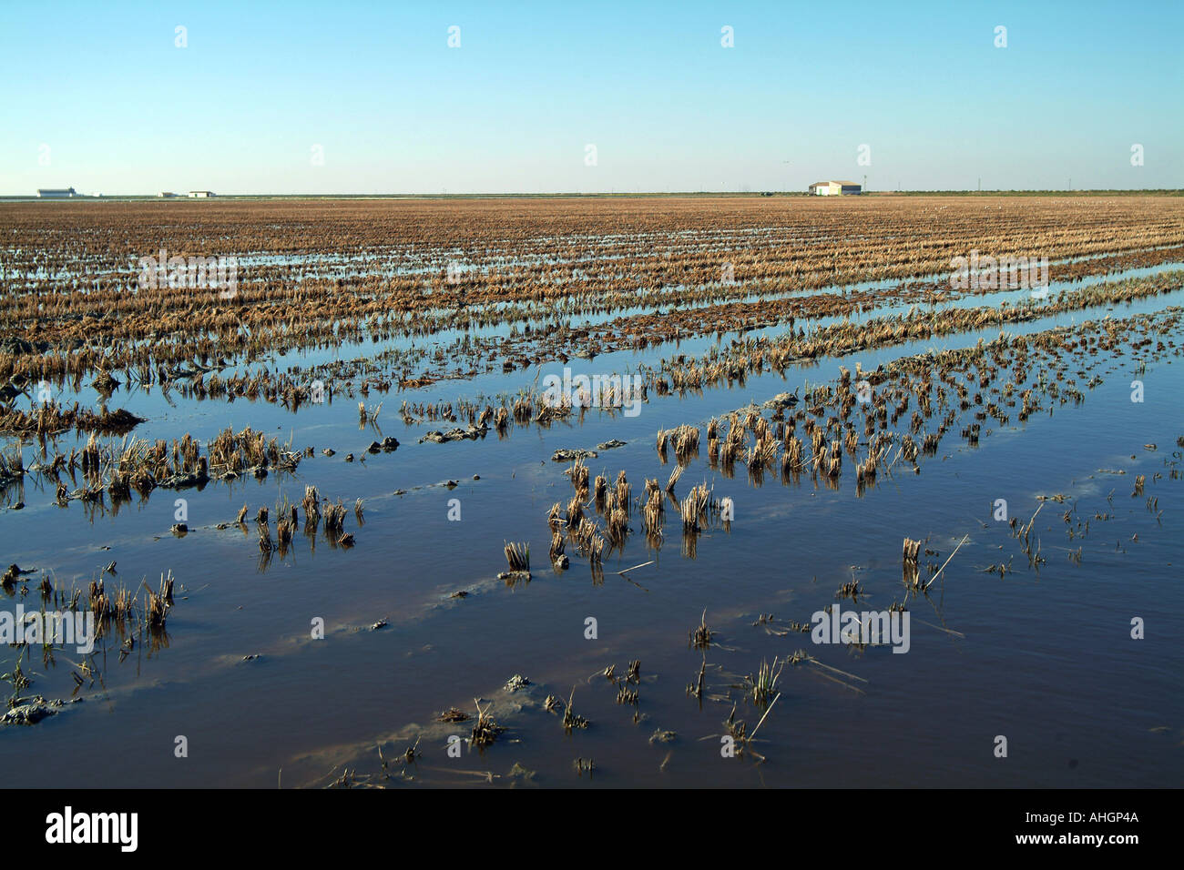 Harvested rice field, Isla Mayor, Seville, Spain Stock Photo - Alamy