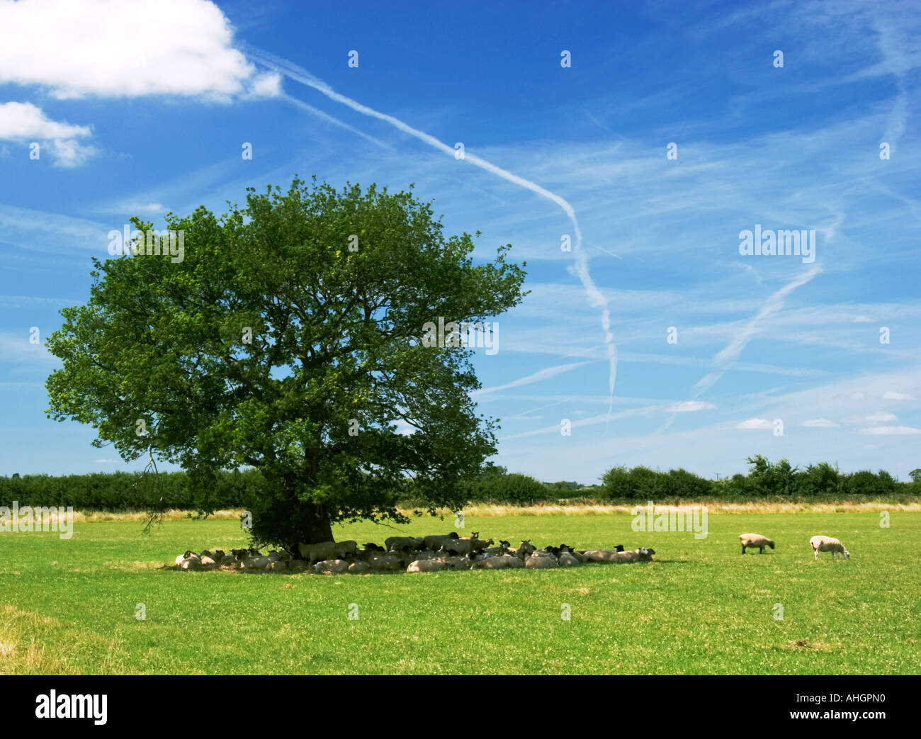 Sheep shading from the sun under a tree Stock Photo - Alamy