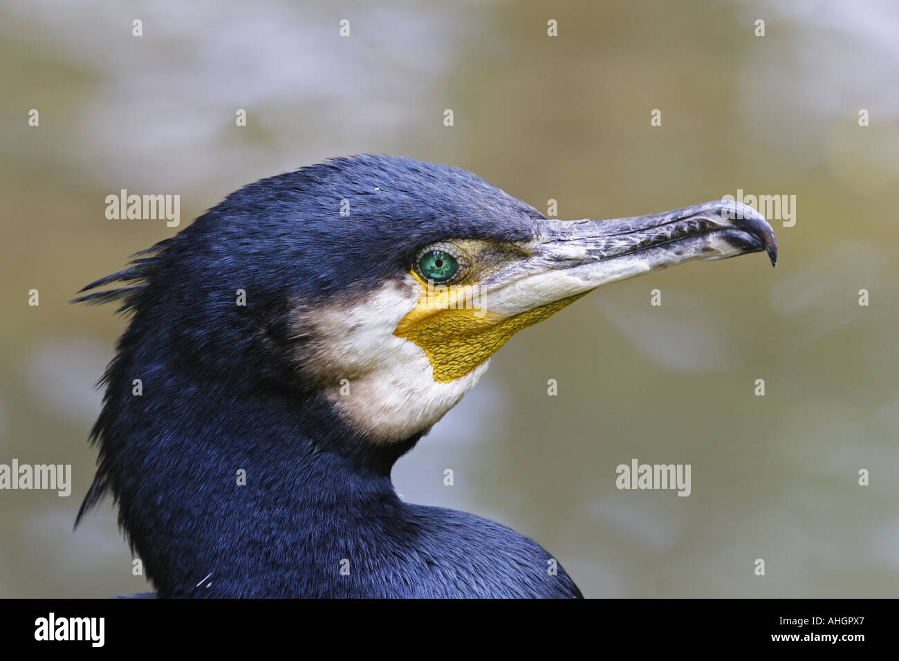 Kormoran diver hi-res stock photography and images - Alamy