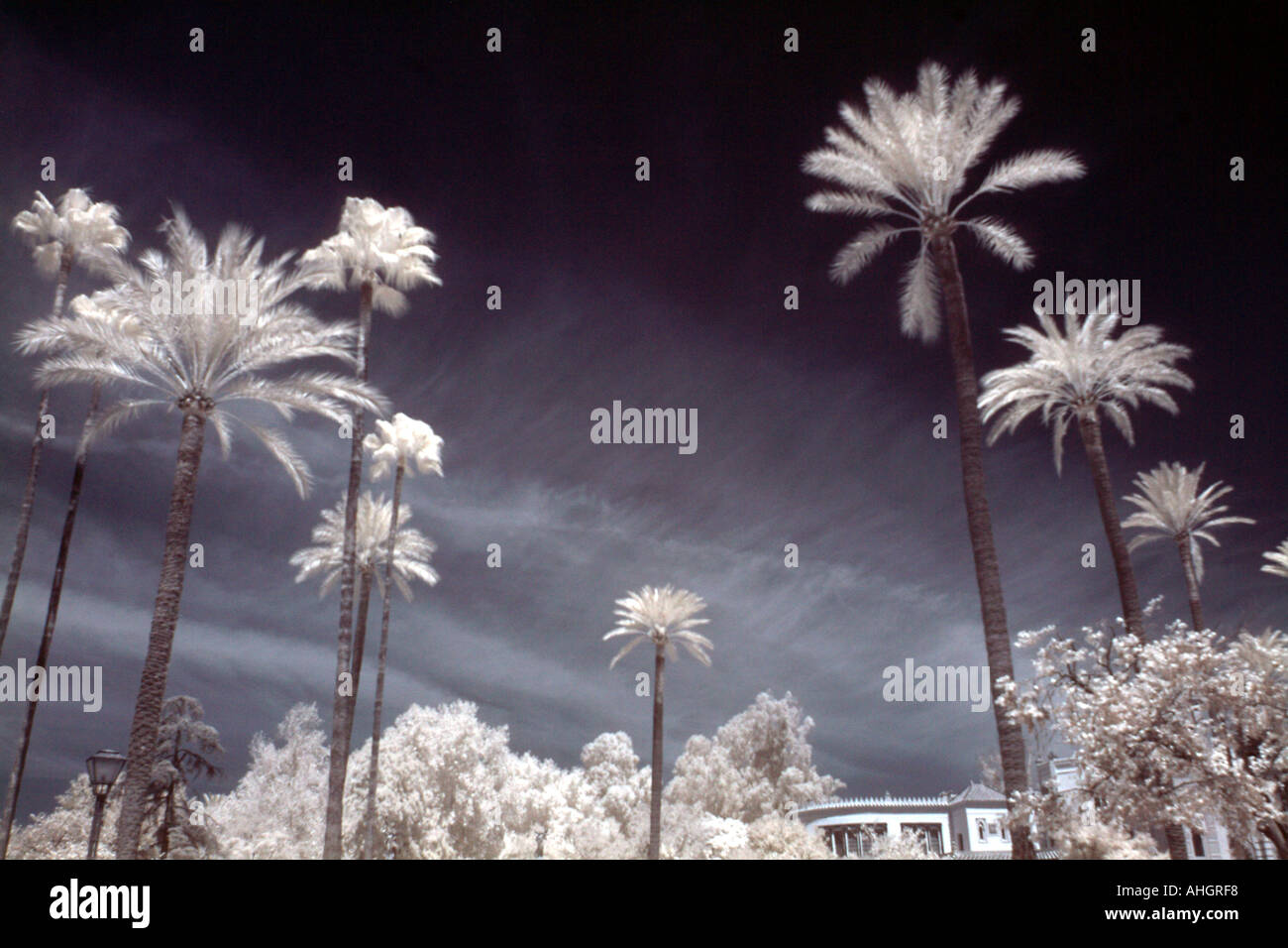 Slender palm trees in hi-res stock photography and images - Alamy