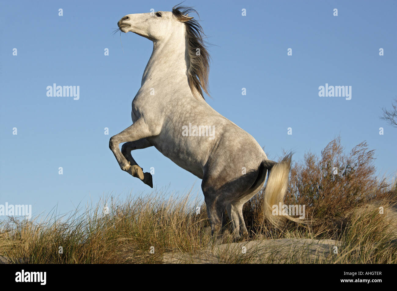 Rearing Animals High Resolution Stock Photography and Images - Alamy