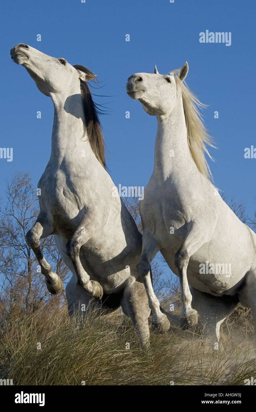 two horses - rearing Stock Photo - Alamy