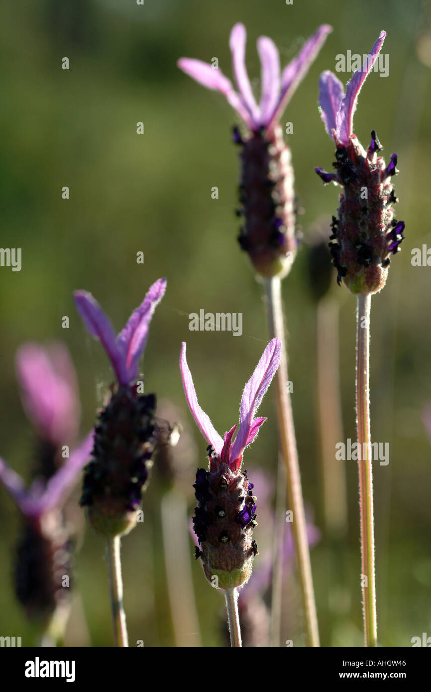 wild lavender Spain Stock Photo - Alamy