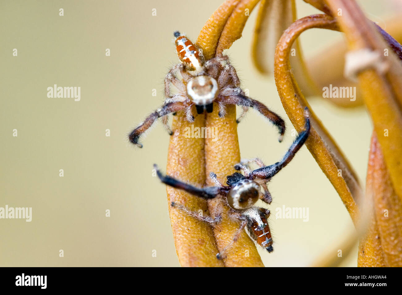 Icius species hi-res stock photography and images - Alamy