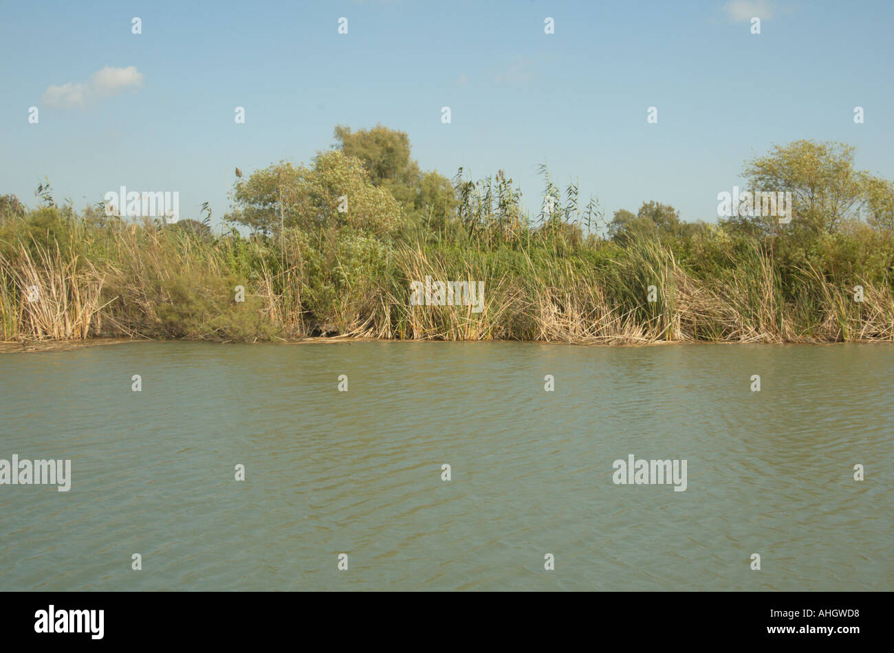 Papyrus growing on the river bank Stock Photo - Alamy