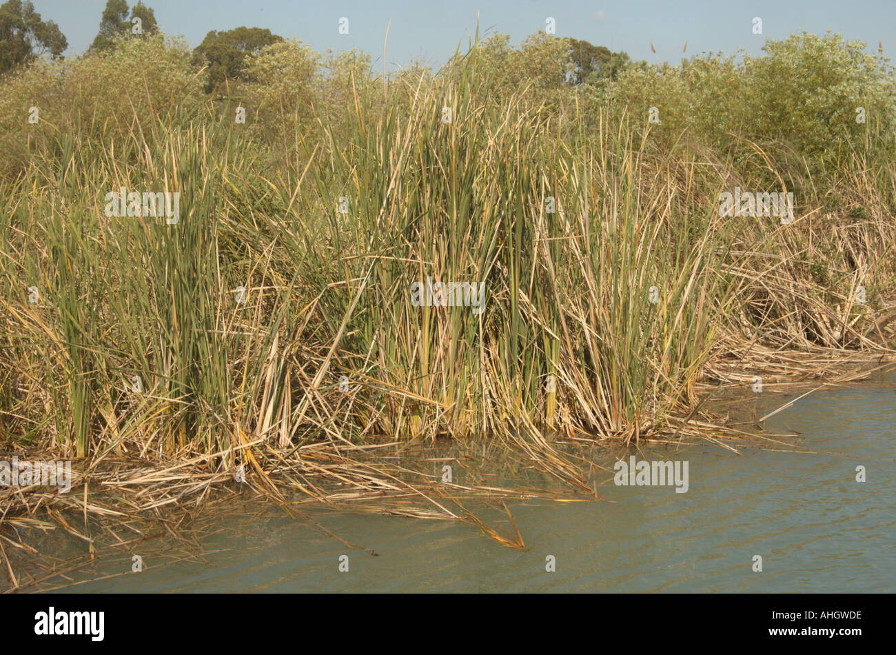 Water purify reed hi-res stock photography and images - Alamy