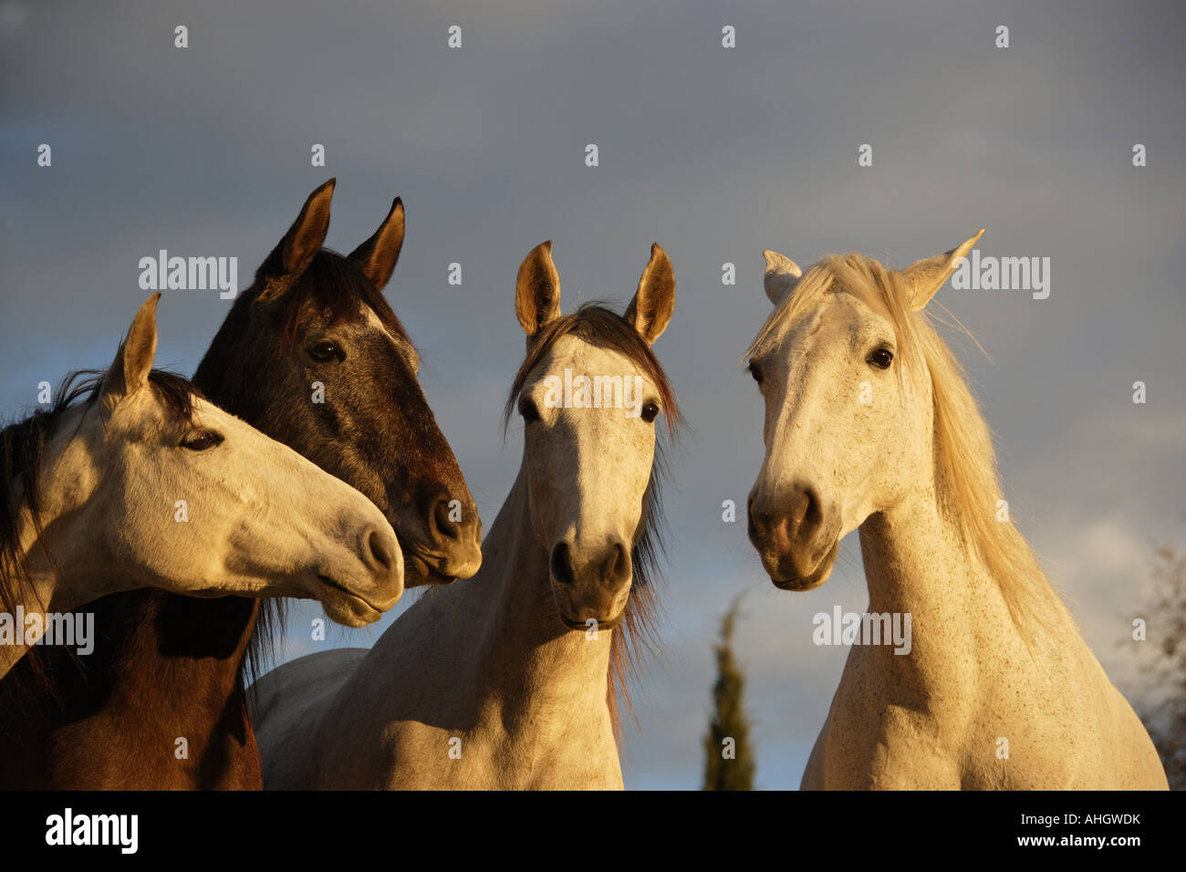 four horses - portrait Stock Photo - Alamy