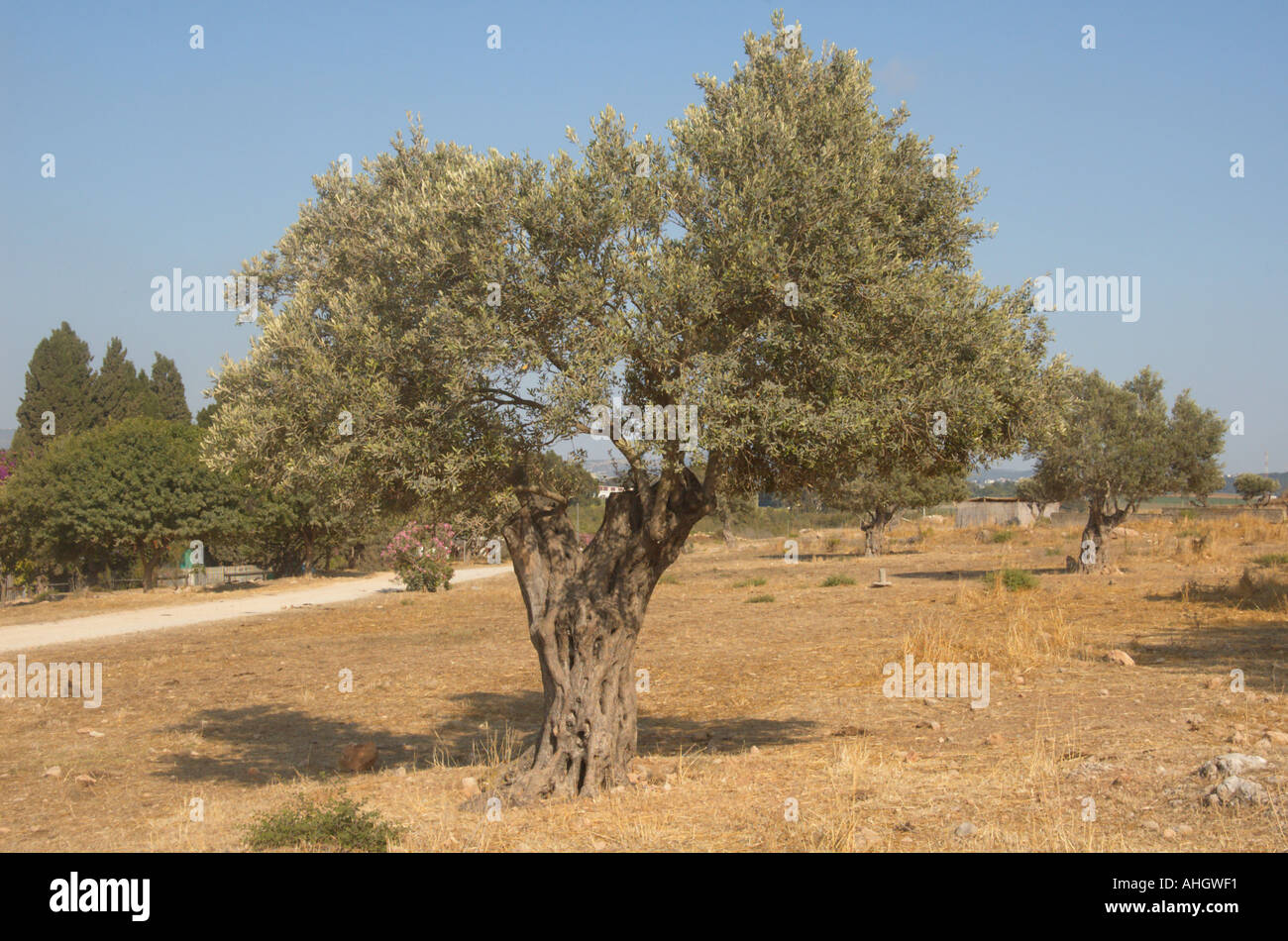 Israel Galilee Olive tree Stock Photo - Alamy
