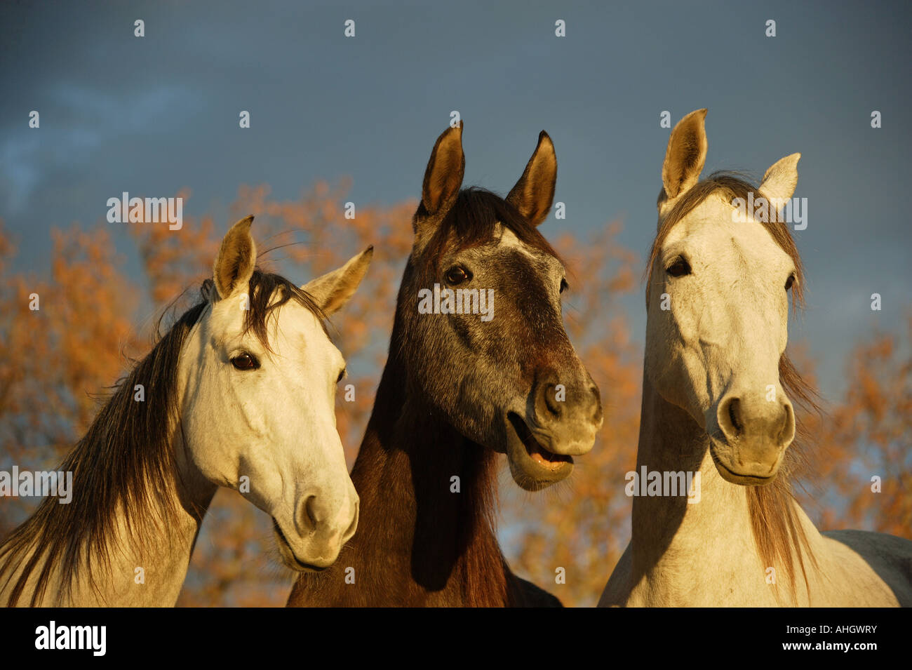 Three horses hi-res stock photography and images - Alamy