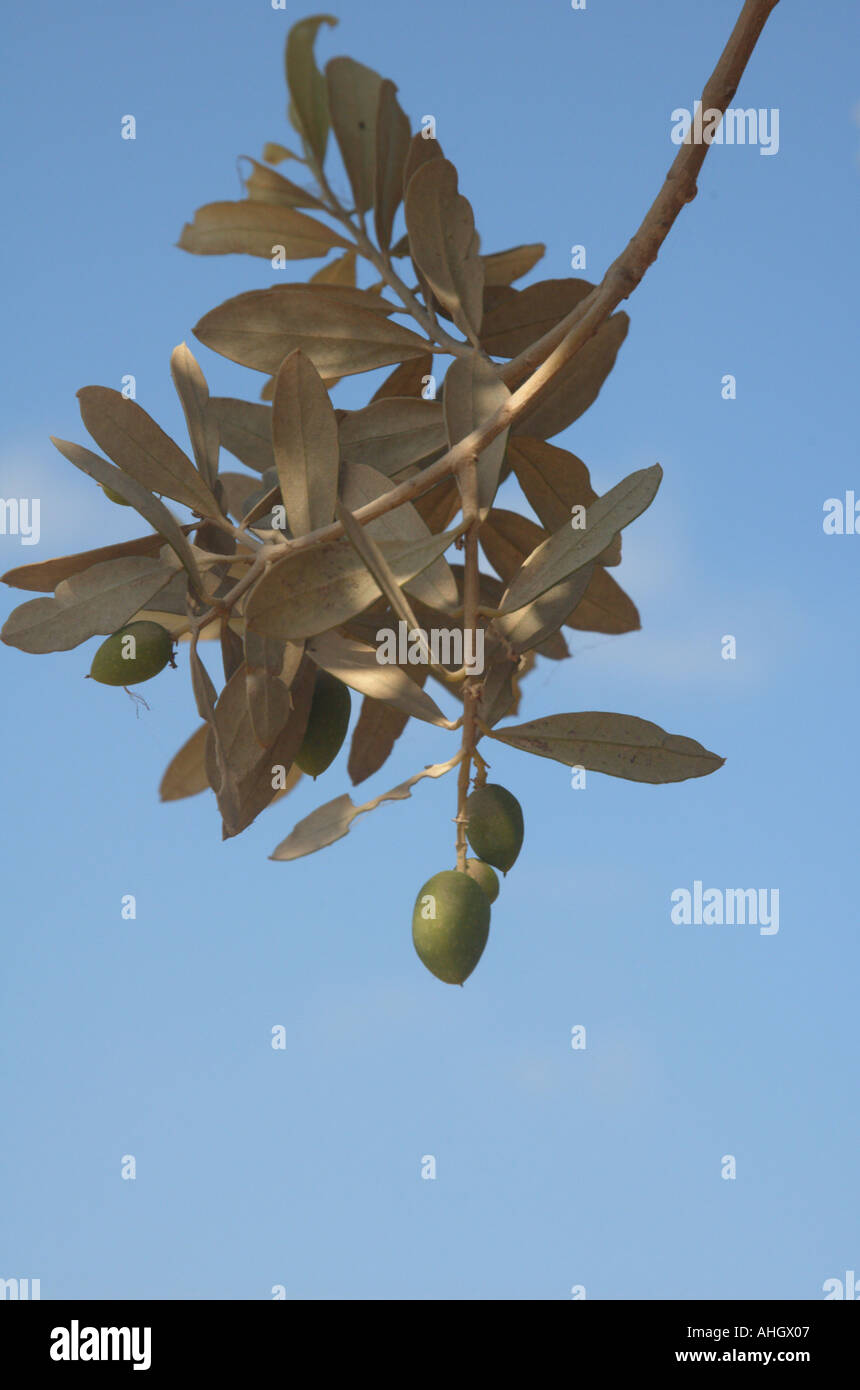 Israel, Galilee, close up of the fruit and leaves of an Olive tree ...