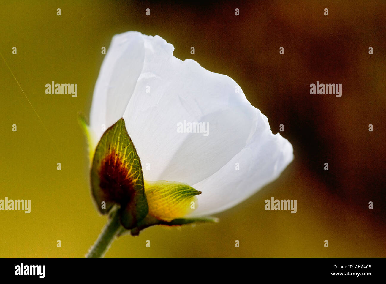 Flor de jara Cistus salvifolius rockrose cistus Stock Photo - Alamy