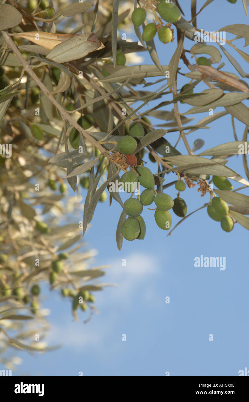 Israel, Galilee, close up of the fruit and leaves of an Olive tree ...