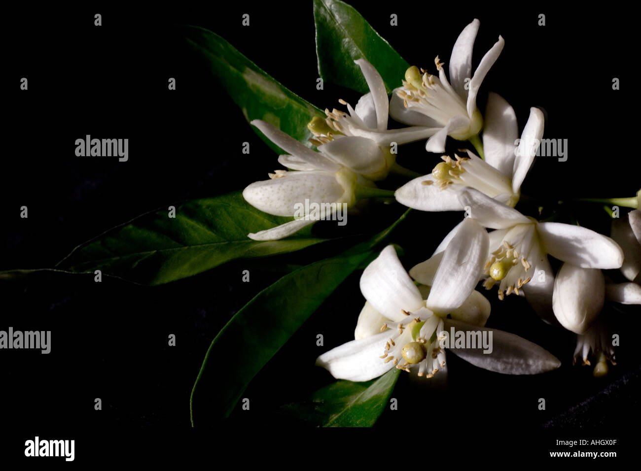 Azahar flowers hi-res stock photography and images - Alamy