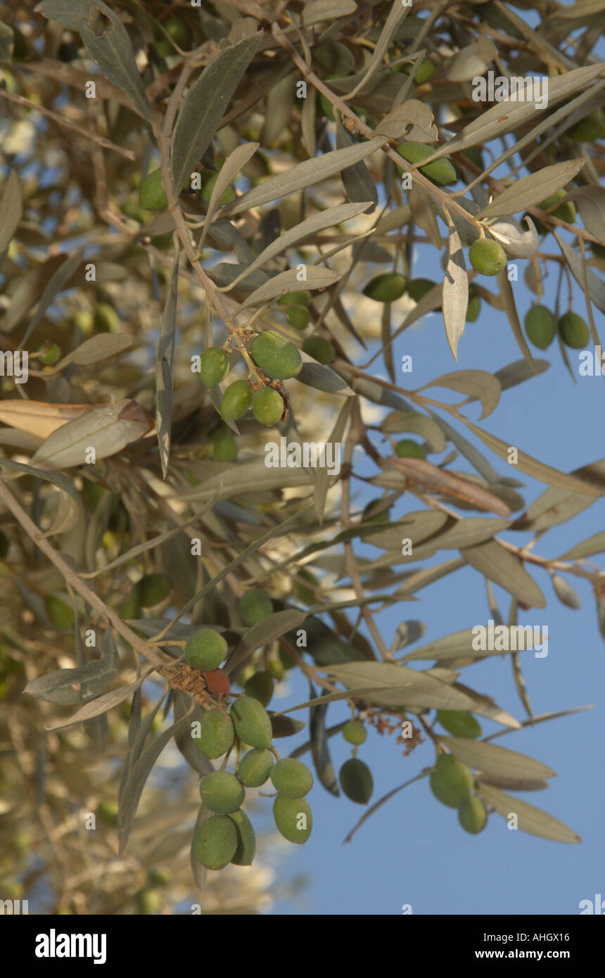 Israel, Galilee, close up of the fruit and leaves of an Olive tree ...