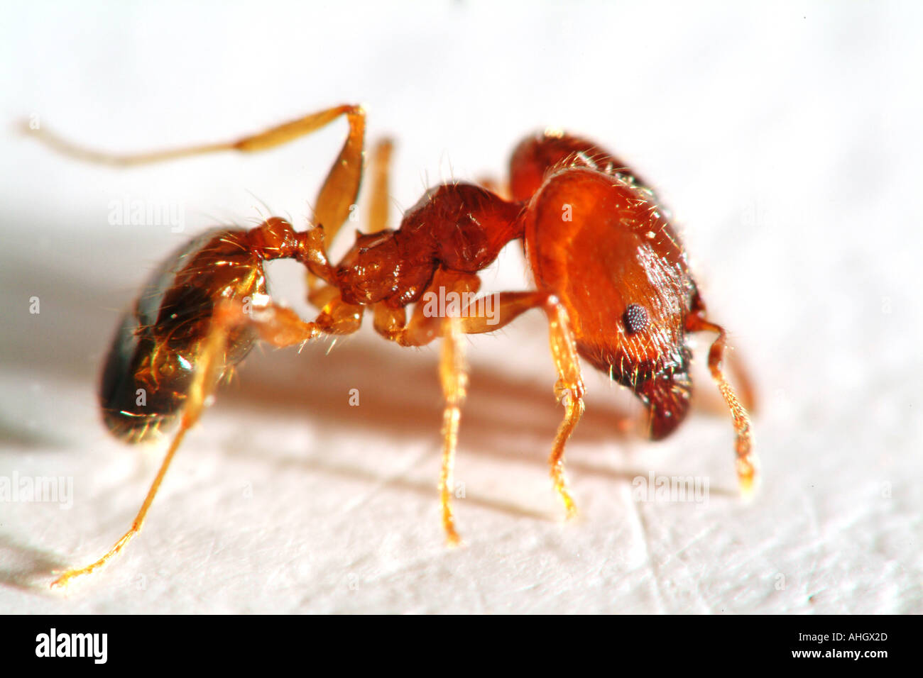 Anatomy of the ants hi-res stock photography and images - Alamy