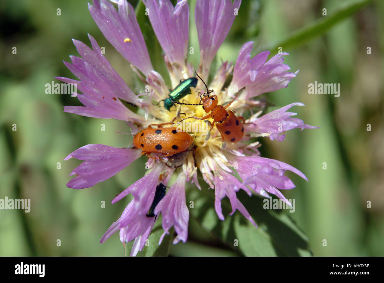 Flower beetles hi-res stock photography and images - Alamy