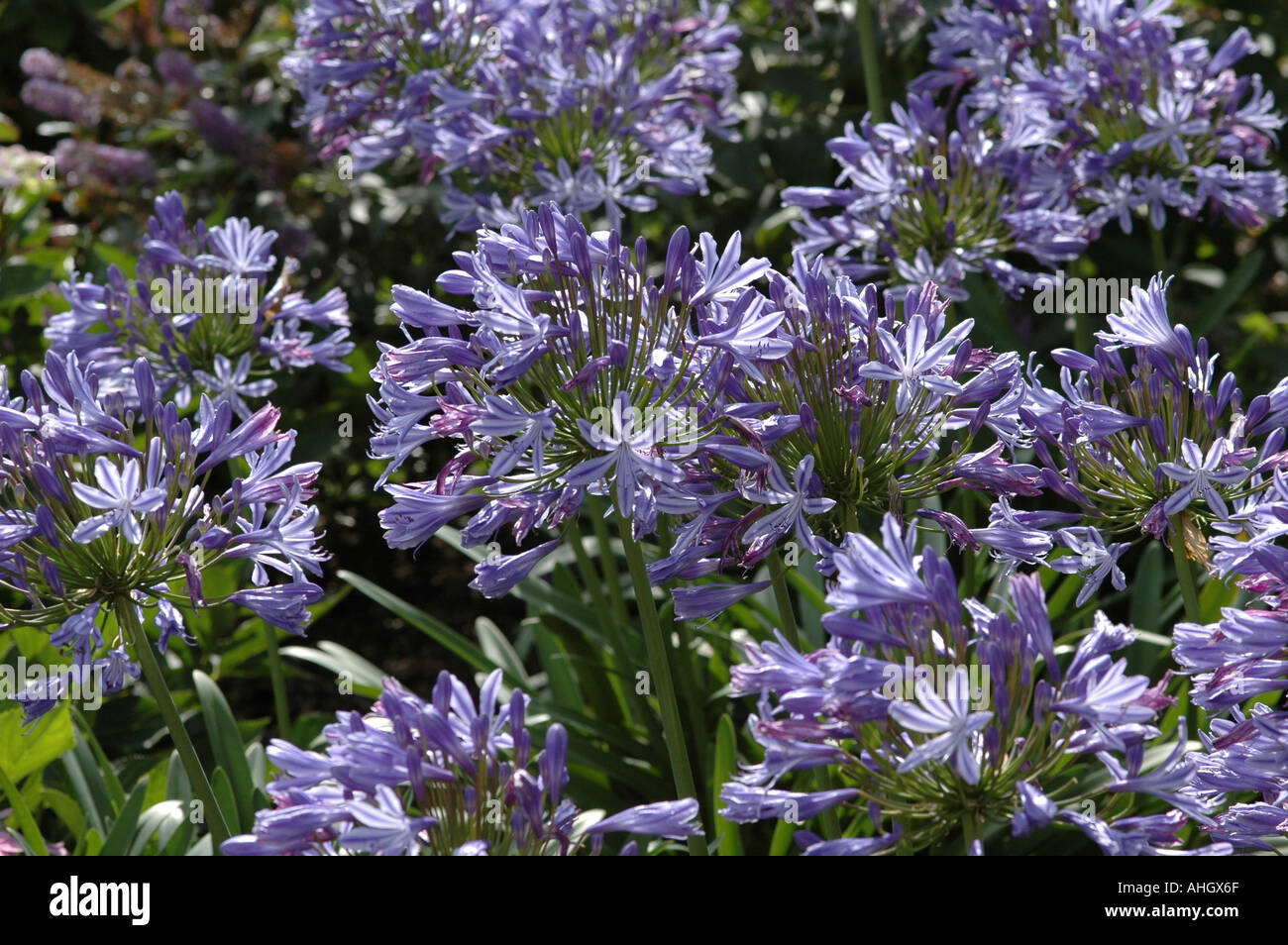 Agapanthus praecox subsp Praecox Stock Photo - Alamy