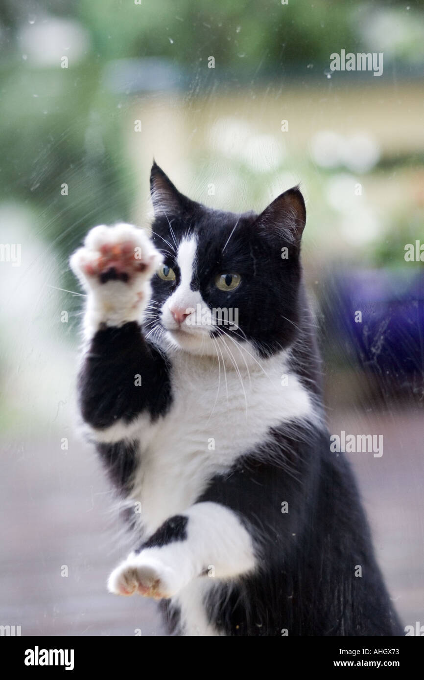 Cat knocking on a window glass Stock Photo - Alamy