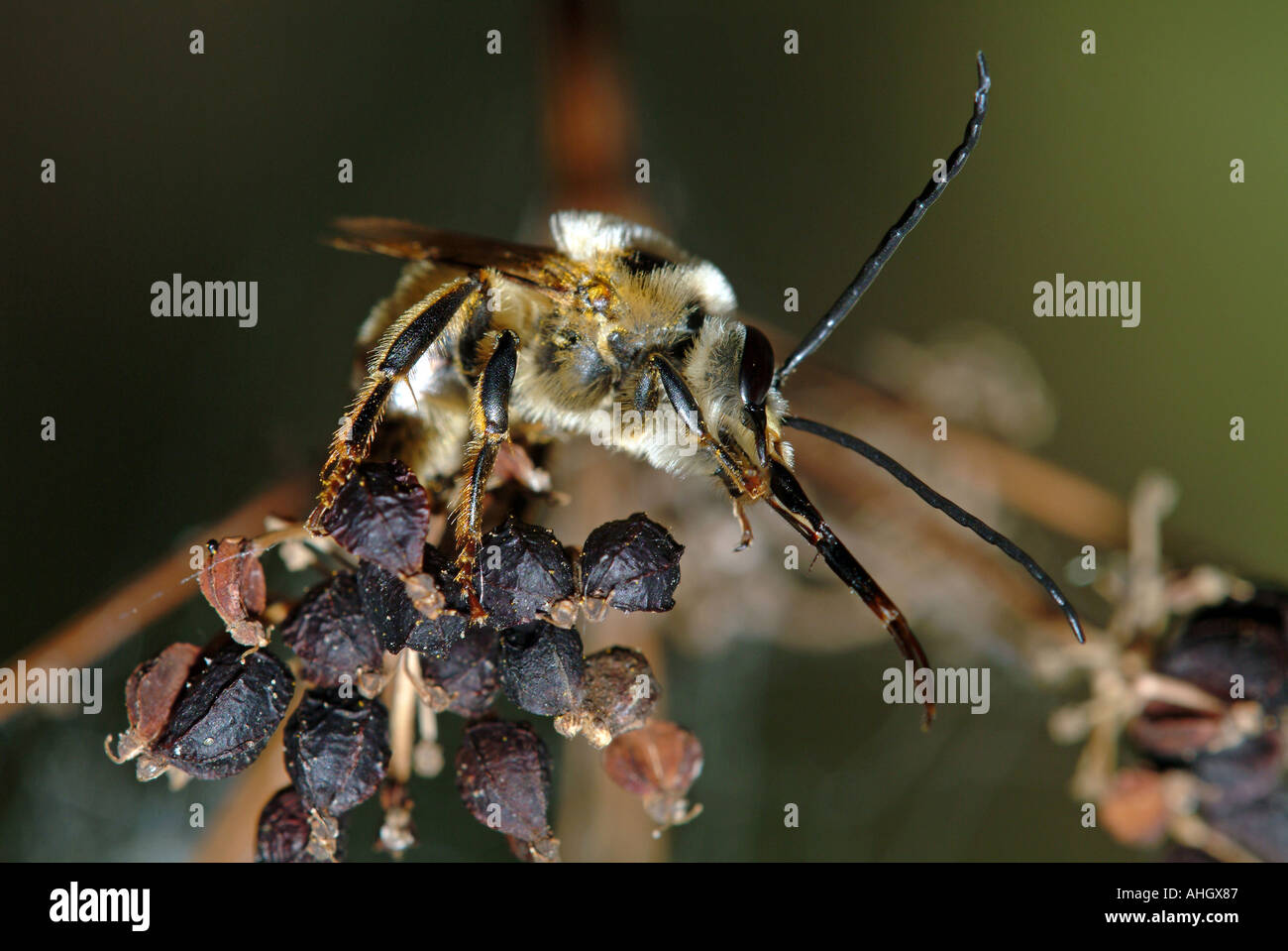 Digger bees hi-res stock photography and images - Alamy