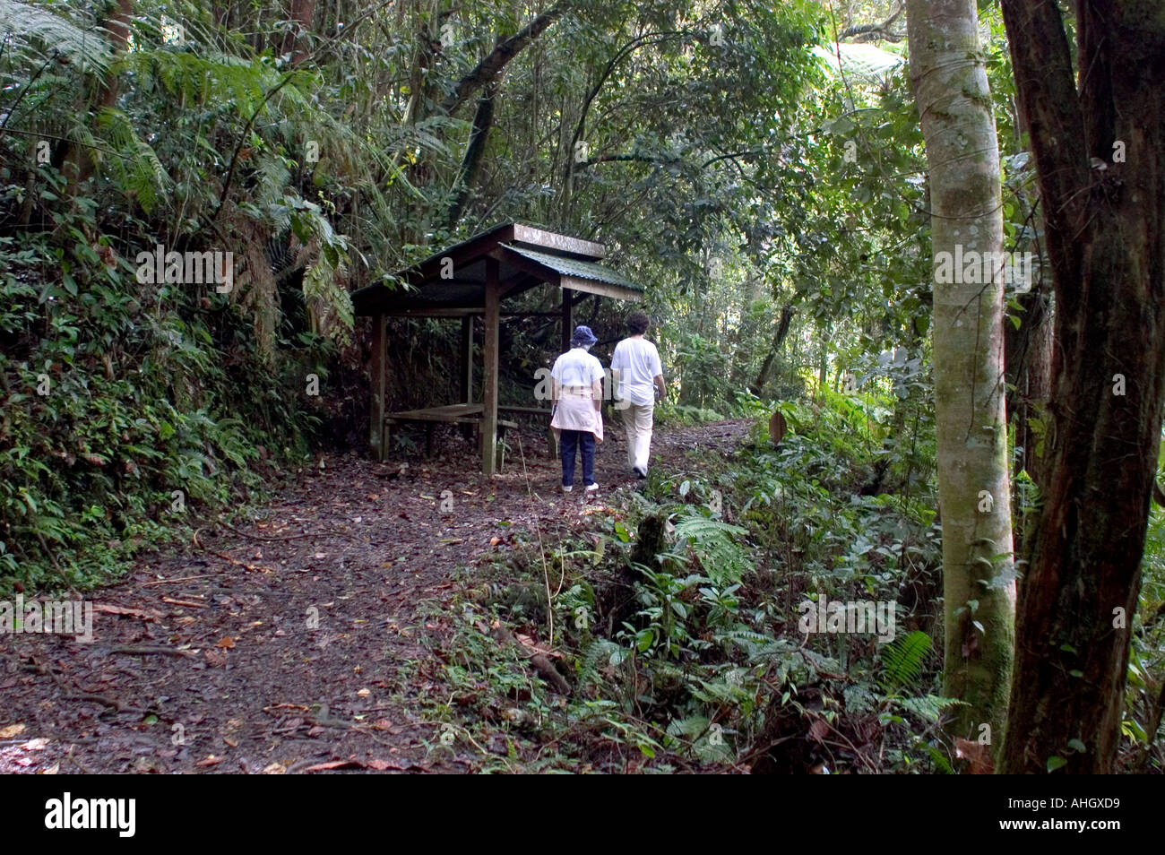 Jungle pathways hi-res stock photography and images - Alamy
