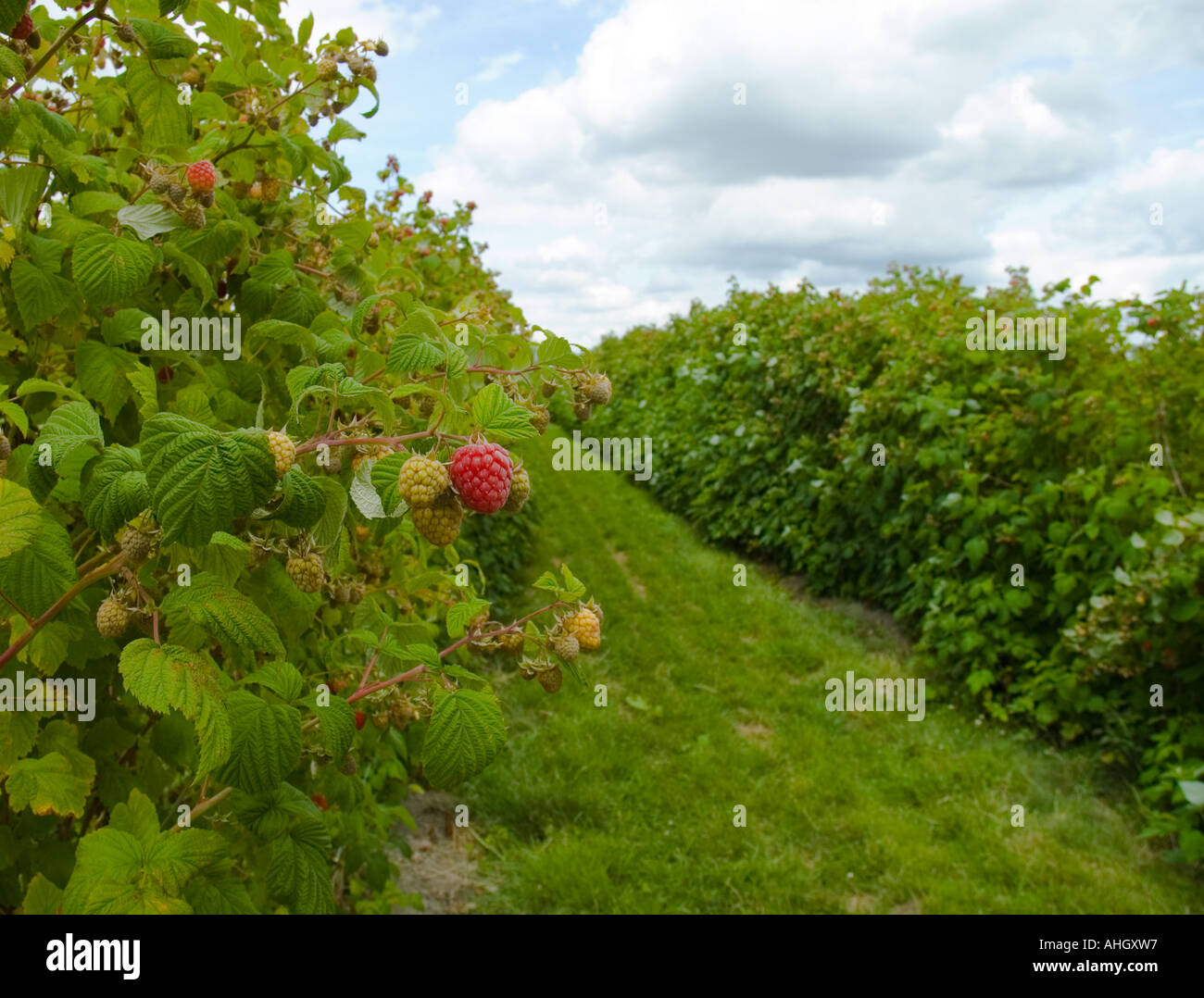 Raspberry farm uk hi-res stock photography and images - Alamy
