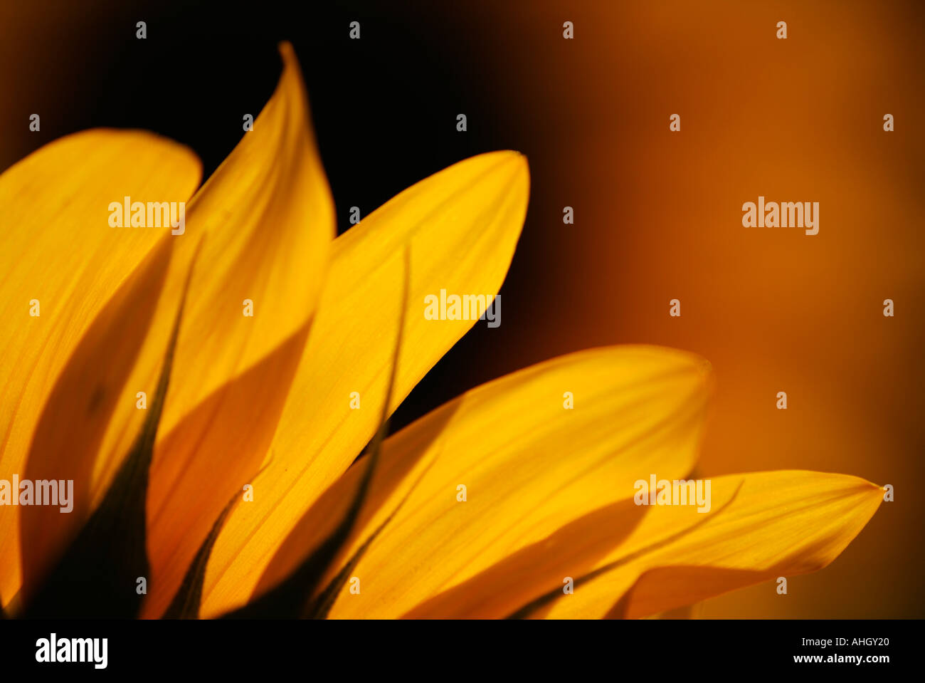 Fire sunflower hi-res stock photography and images - Alamy