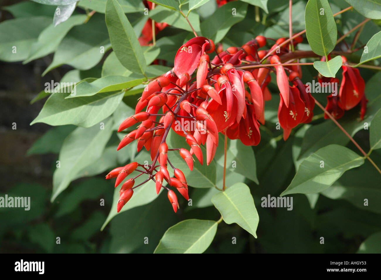 Erythrina Crista Galli Stock Photo - Alamy