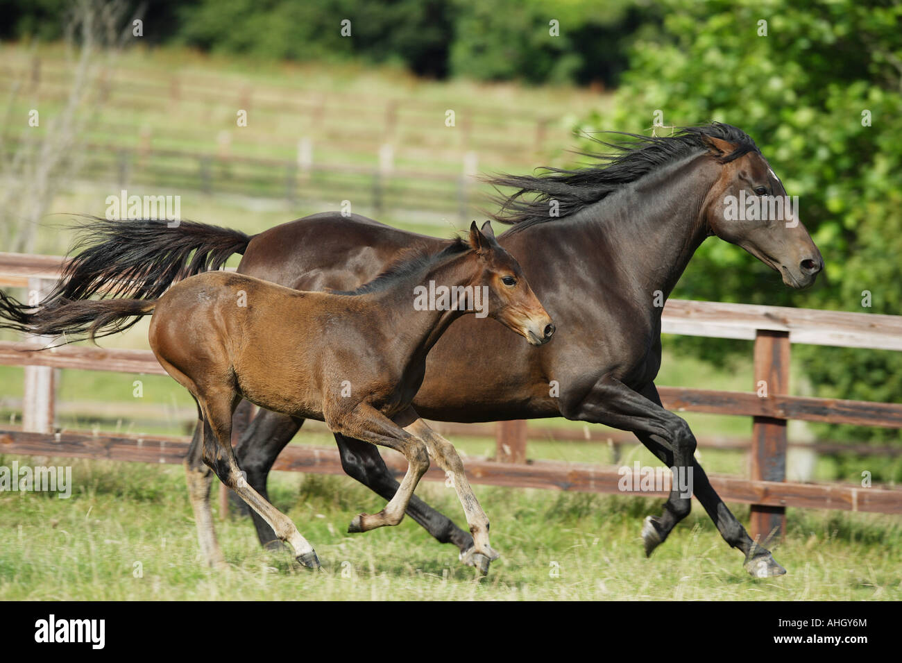 Irish foal hi-res stock photography and images - Alamy