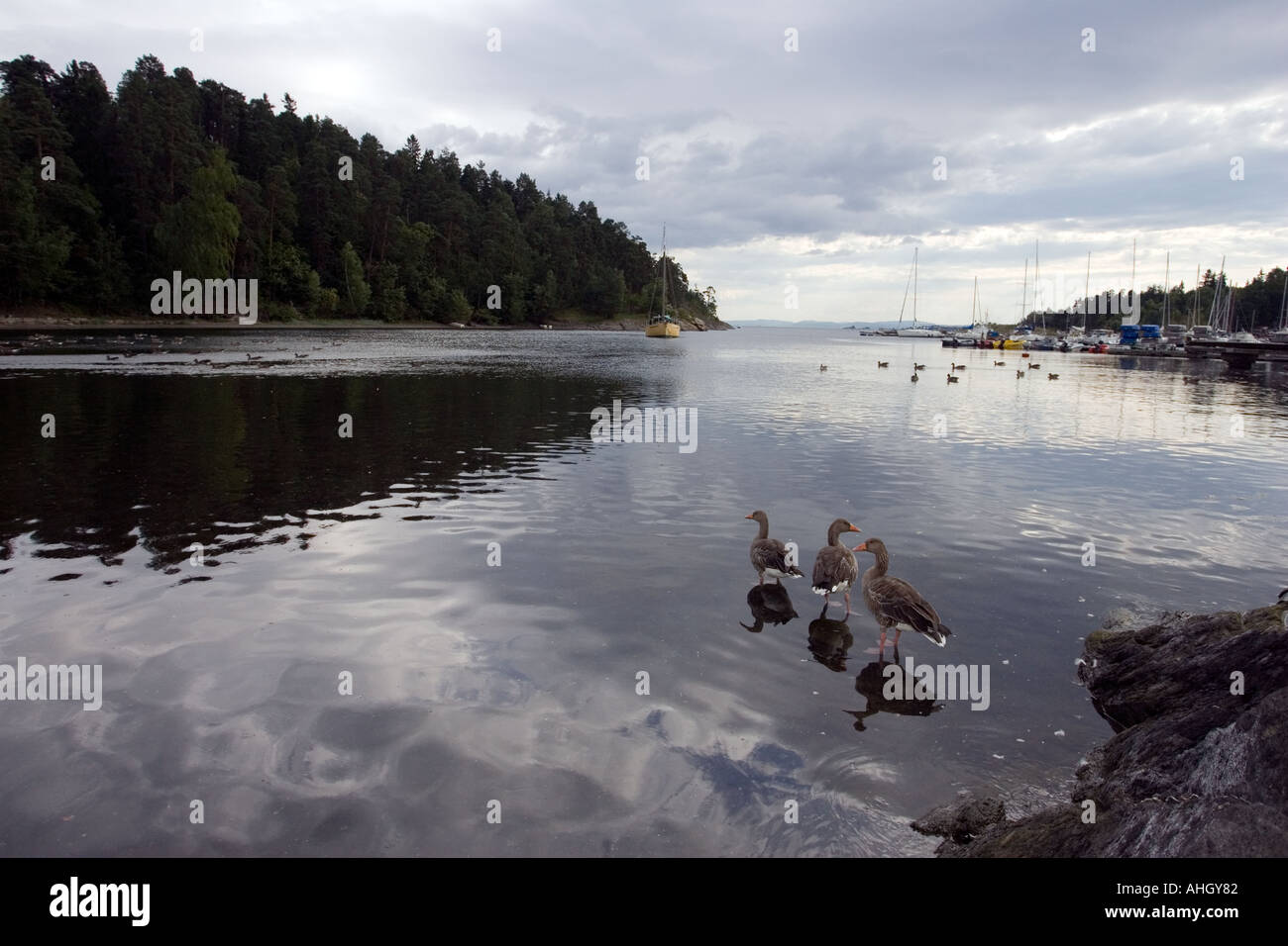 Norway ducks hi-res stock photography and images - Alamy