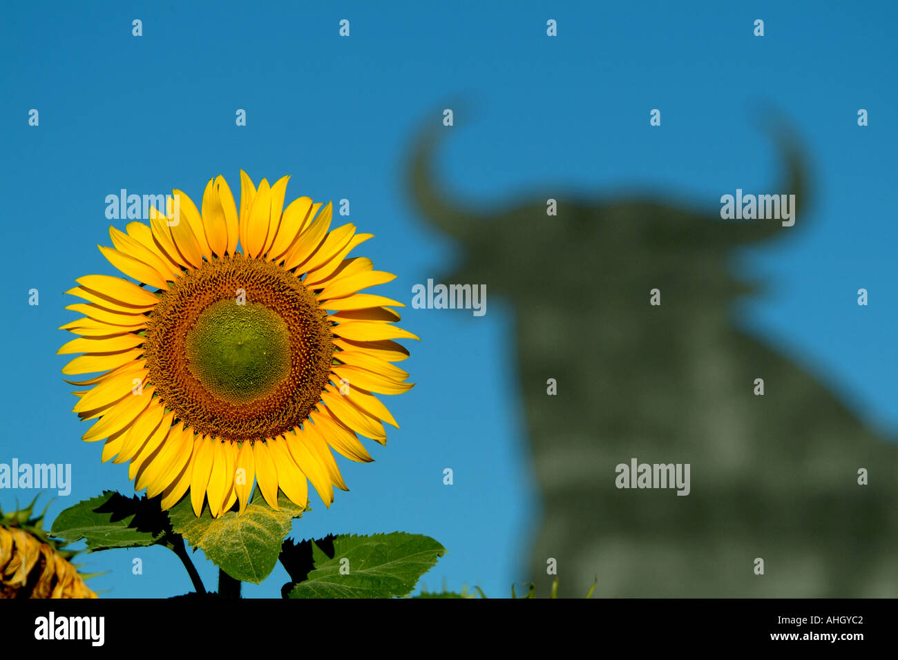 Sherry billboard hi-res stock photography and images - Alamy