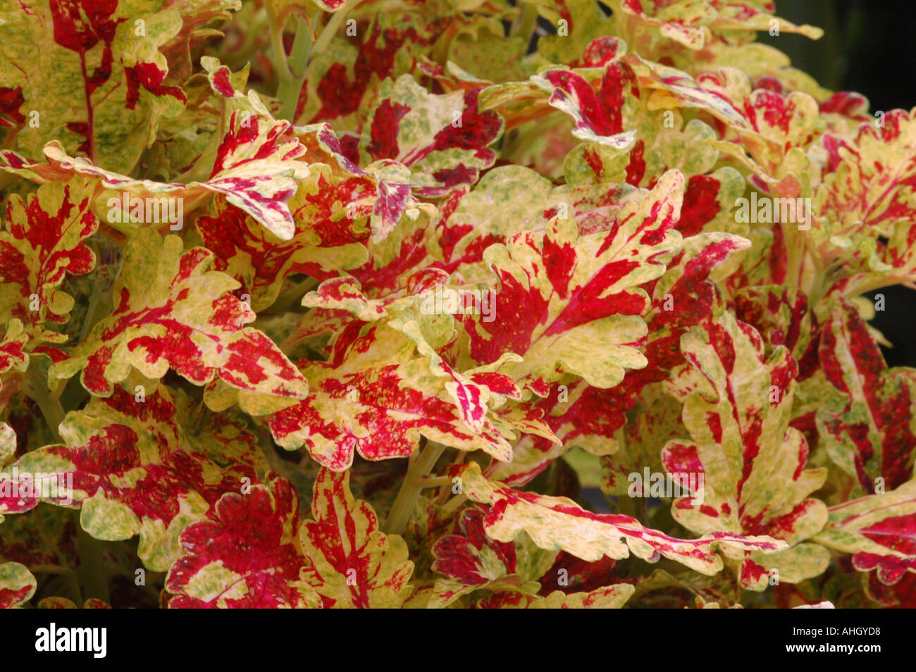 Coleus Solenostemon Fire Dance Stock Photo - Alamy