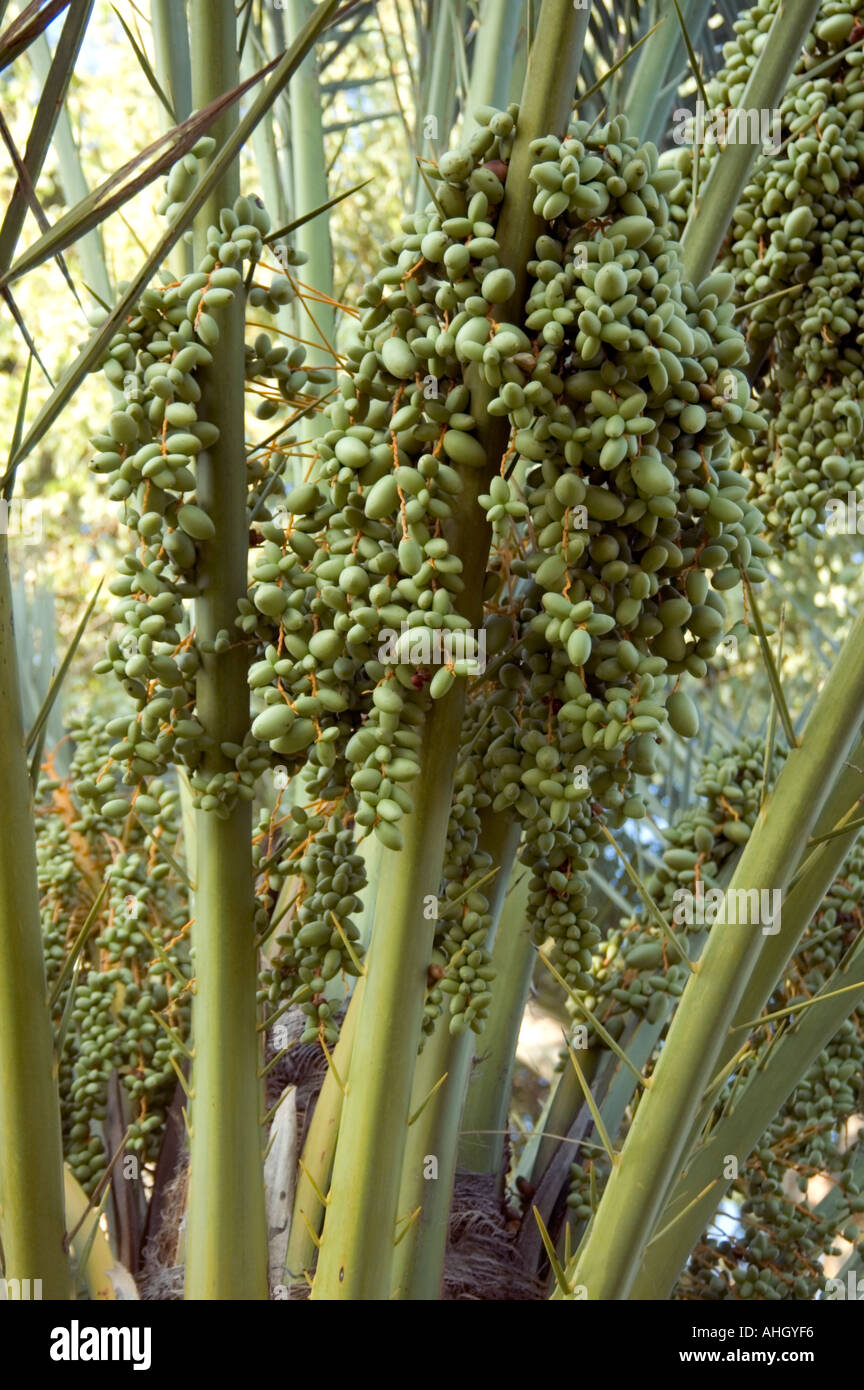 Dates growing on a palm tree Stock Photo - Alamy