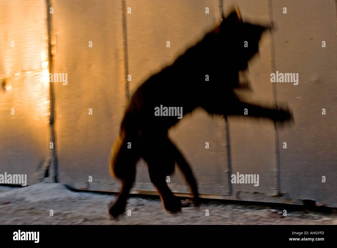 Black cat jumping Stock Photo - Alamy