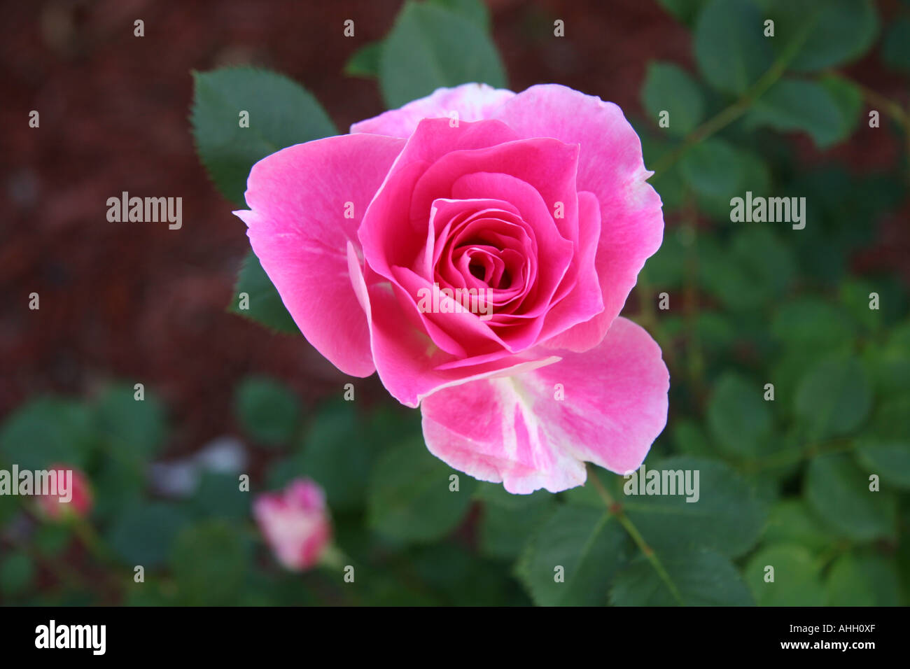 Pinkish red rose flower hi-res stock photography and images - Alamy