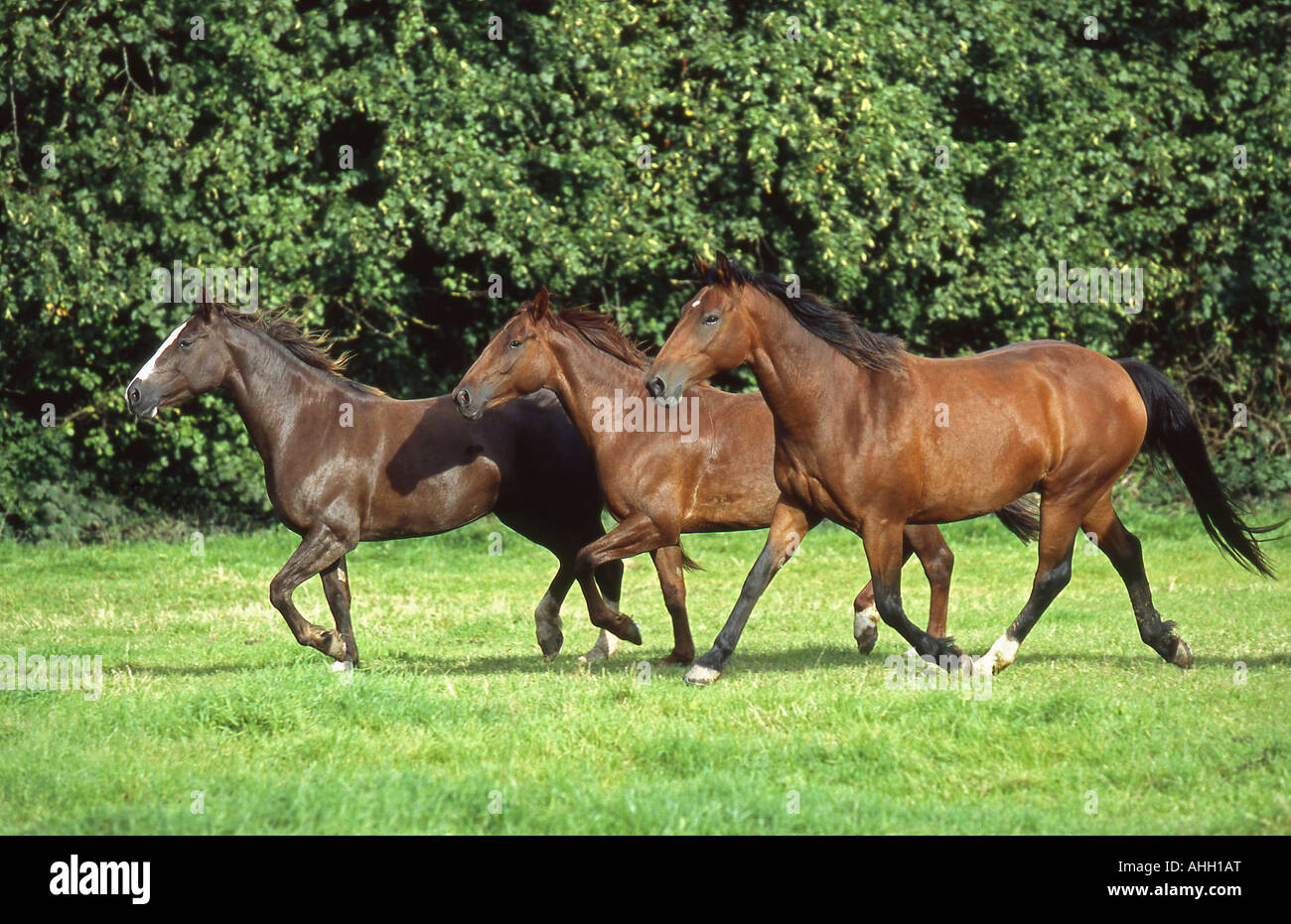 three Irish Hunter on meadow Stock Photo - Alamy