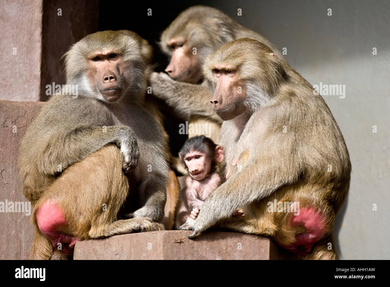 Baboon social structure hi-res stock photography and images - Alamy