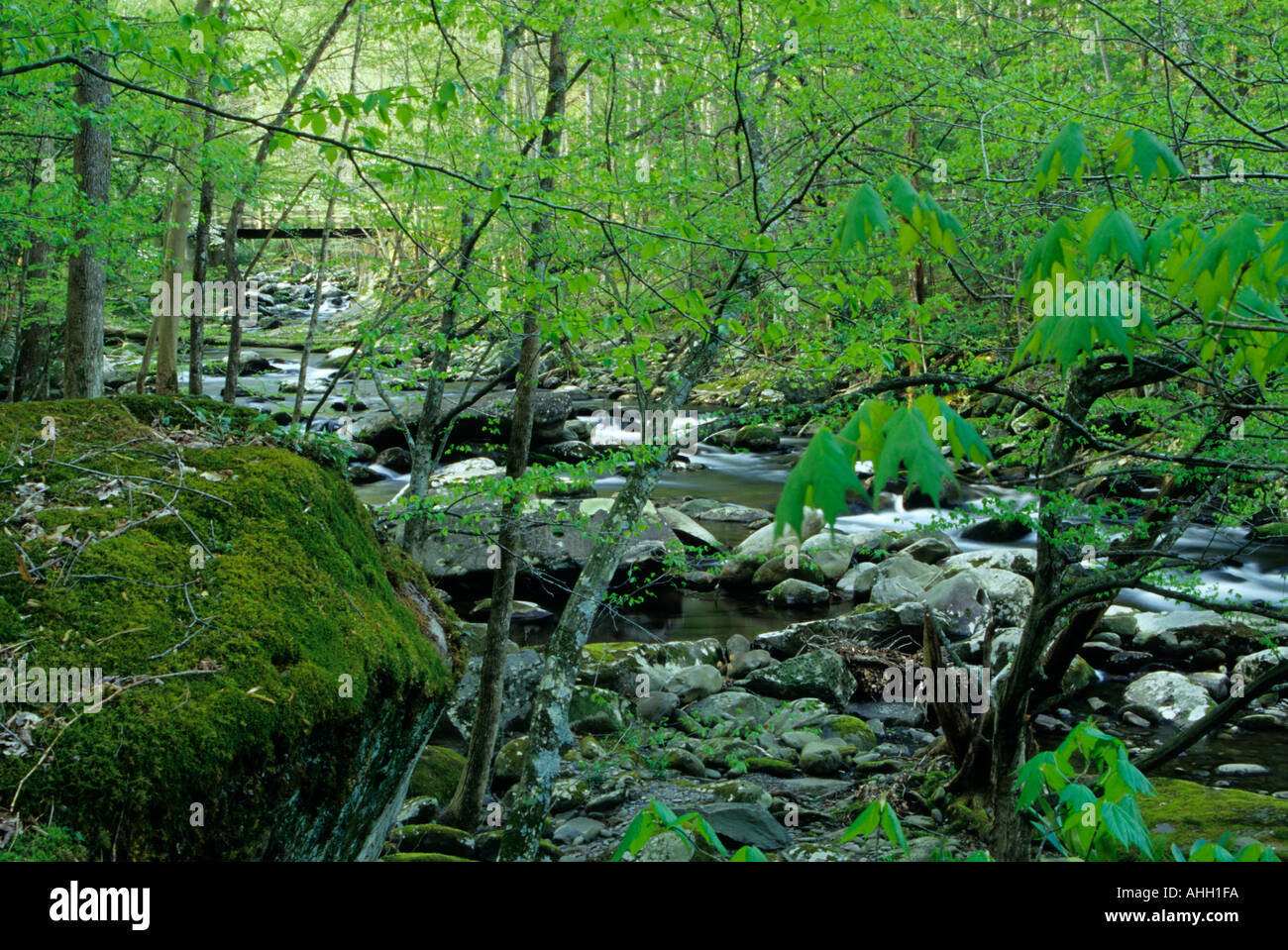 Spring Folage Tremont Great Smoky Mountains National Park TN Stock ...