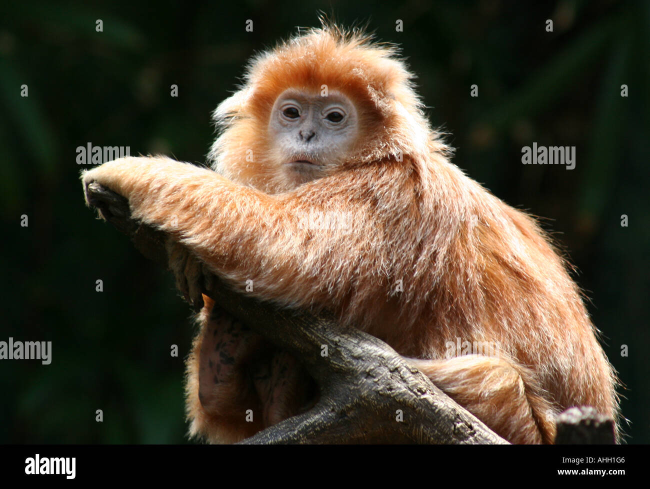 Silvered leaf monkeys trachypithecus cristatus hi-res stock photography ...