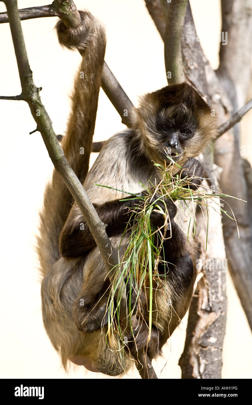 Monkey eating grass hi-res stock photography and images - Alamy