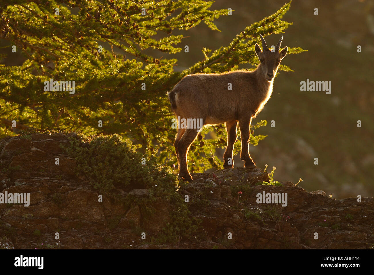 Ebex hi-res stock photography and images - Alamy