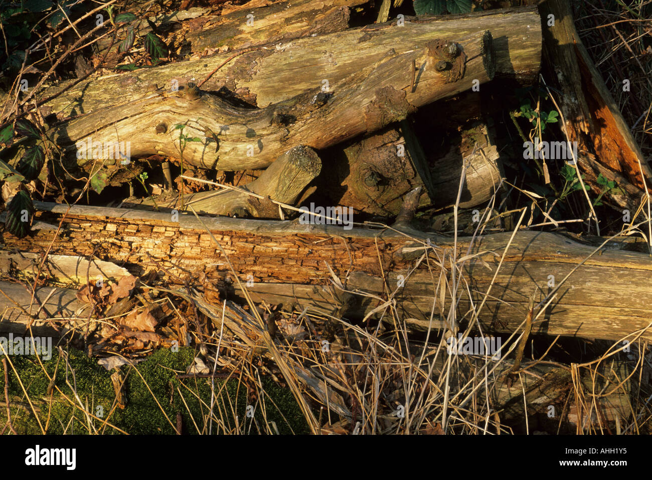 Decaying timber in woodland plantation - the beginning of the food ...