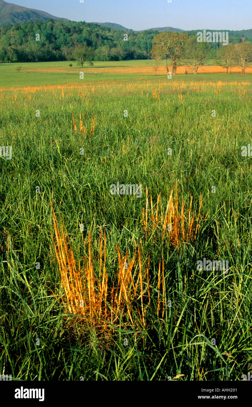 Spring Landscape Cades Cove Great Smoky Mountains National Park TN ...
