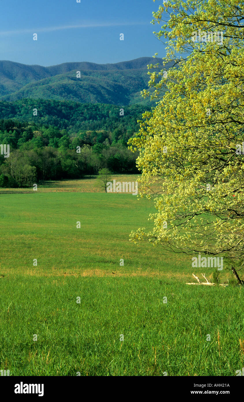 Spring Landscape Cades Cove Great Smoky Mountains National Park TN ...