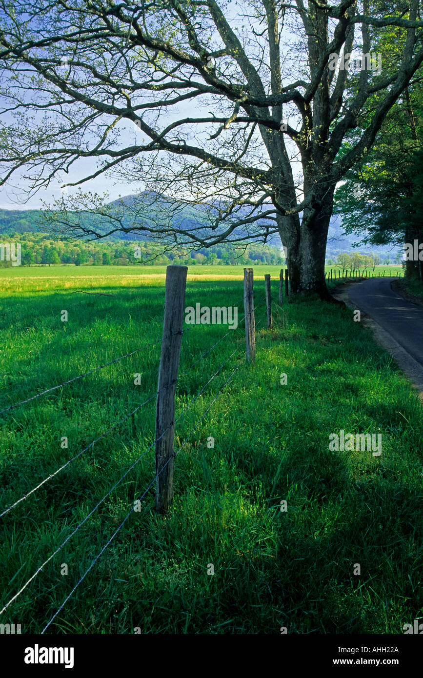 Fence Tree Road Springtime Cades Cove Great Smoky Mountains National ...