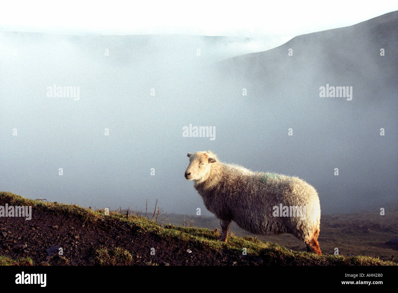 Hefted sheep hi-res stock photography and images - Alamy