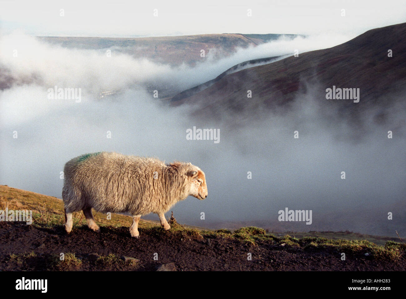 Hefted sheep hi-res stock photography and images - Alamy