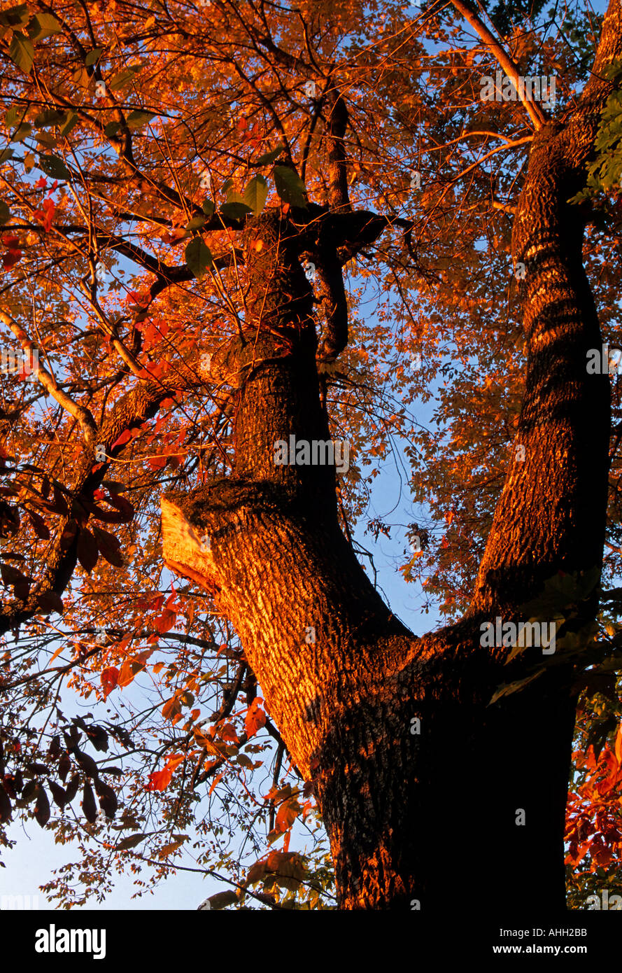 Sunrise Tree East Tennessee Stock Photo - Alamy