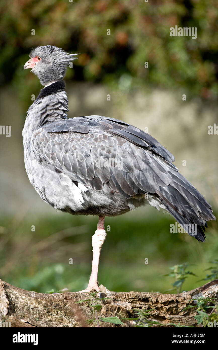 Crested screamer anseriformes hi-res stock photography and images - Alamy